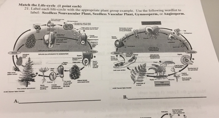 Vascular Seedless Plants Life Cycle