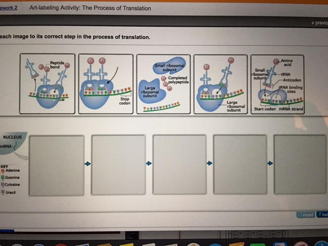 Solved Ework 2 Art Labeling Activity The Process Of