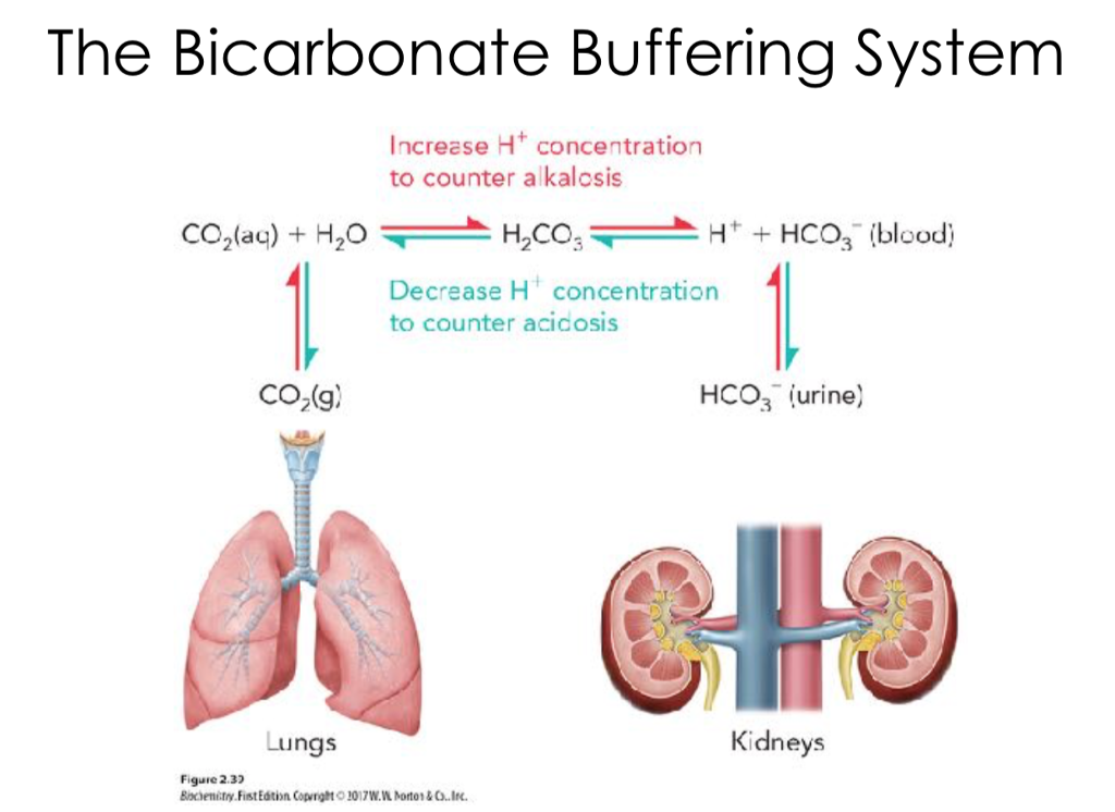 Solved The Bicarbonate Buffering System Increase H Chegg Solved The Bicarbonate Buffering System Increase H Chegg