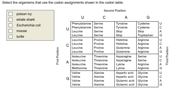 Solved The codon table identifies the amino acid sequence | Chegg.com