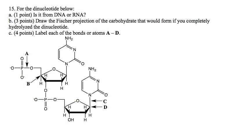 Solved For the dinucleotide below: a. Is it from DNA or | Chegg.com