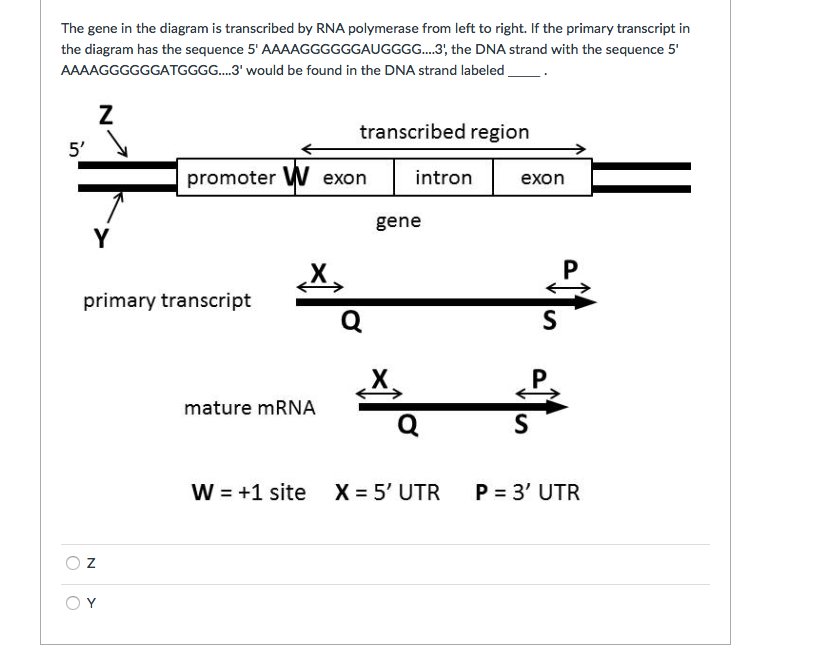 Solved The gene in the diagram is transcribed by RNA | Chegg.com