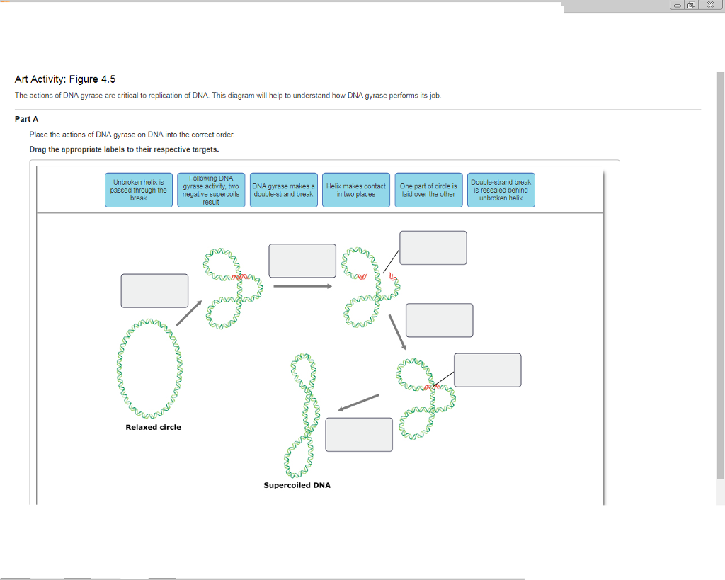 Solved Art Activity: Figure 4.5 The actions of DNA gyrase | Chegg.com