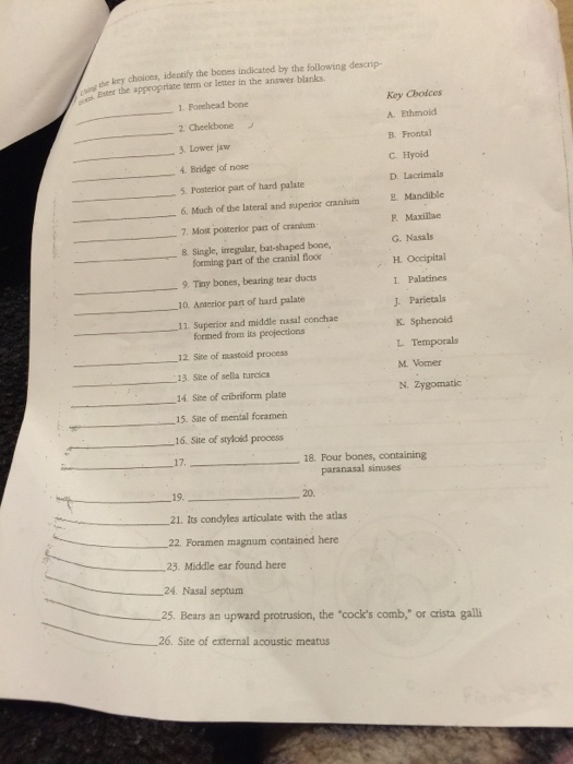 Solved Using the key choices, identify the bones indicated | Chegg.com