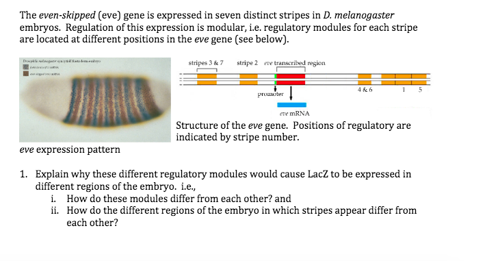Solved The even-skipped (eve) gene is expressed in seven | Chegg.com