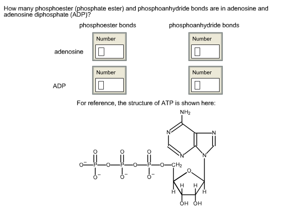 Solved How many phosphoester (phosphate ester) and | Chegg.com