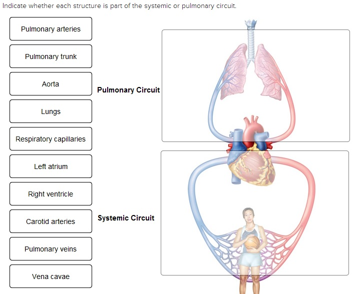 Solved Indicate whether each structure is part of the | Chegg.com