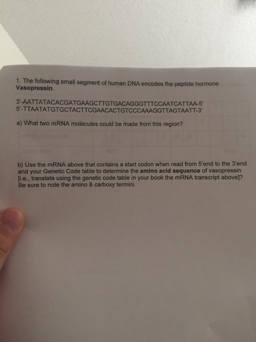 Solved The following small segment of human DNA encodes the | Chegg.com