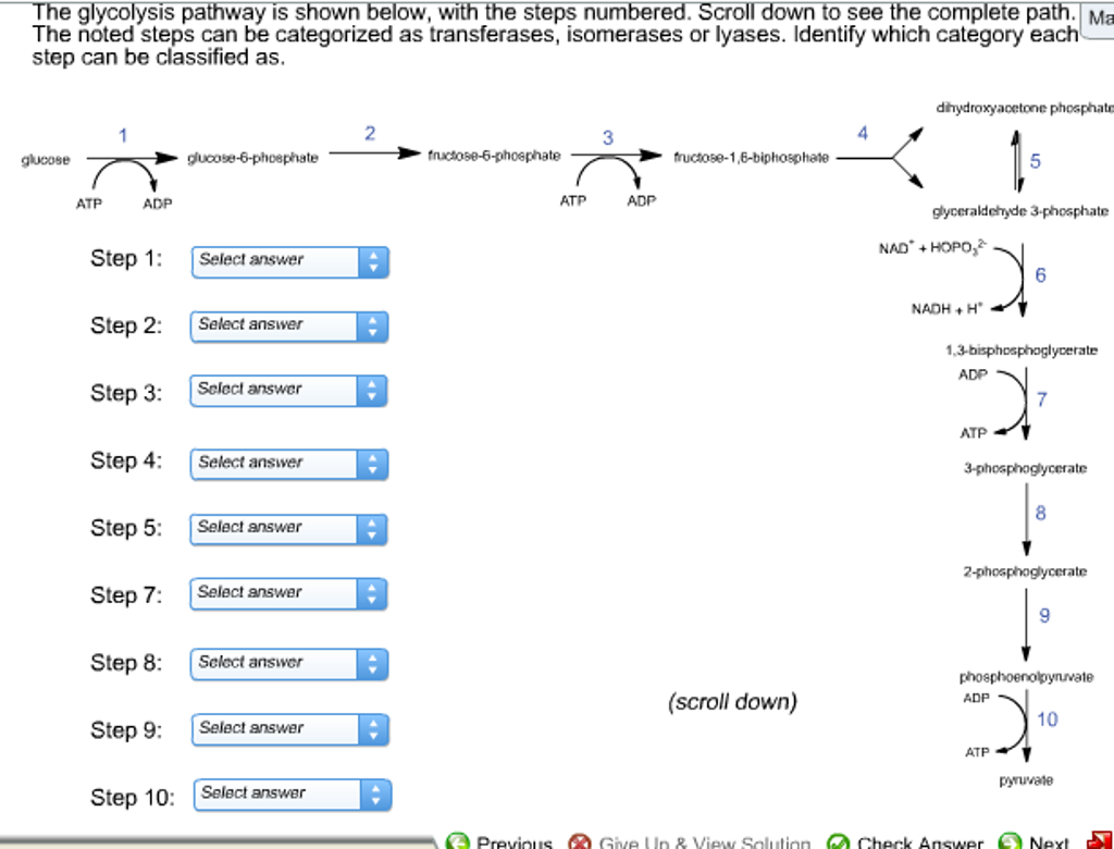Solved The glycolysis pathway is shown below, with the steps | Chegg.com