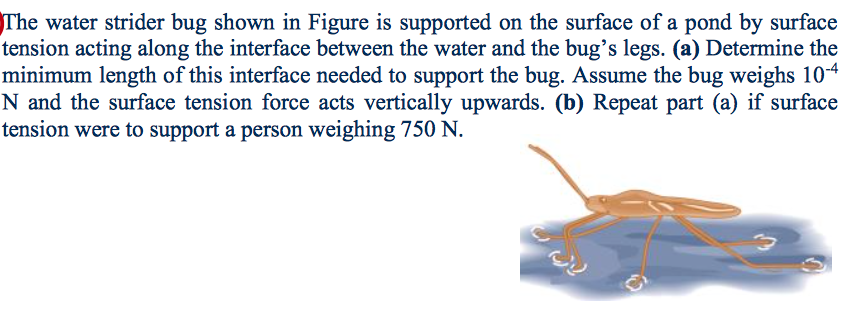 Solved The water strider bug shown in Figure is supported on | Chegg.com