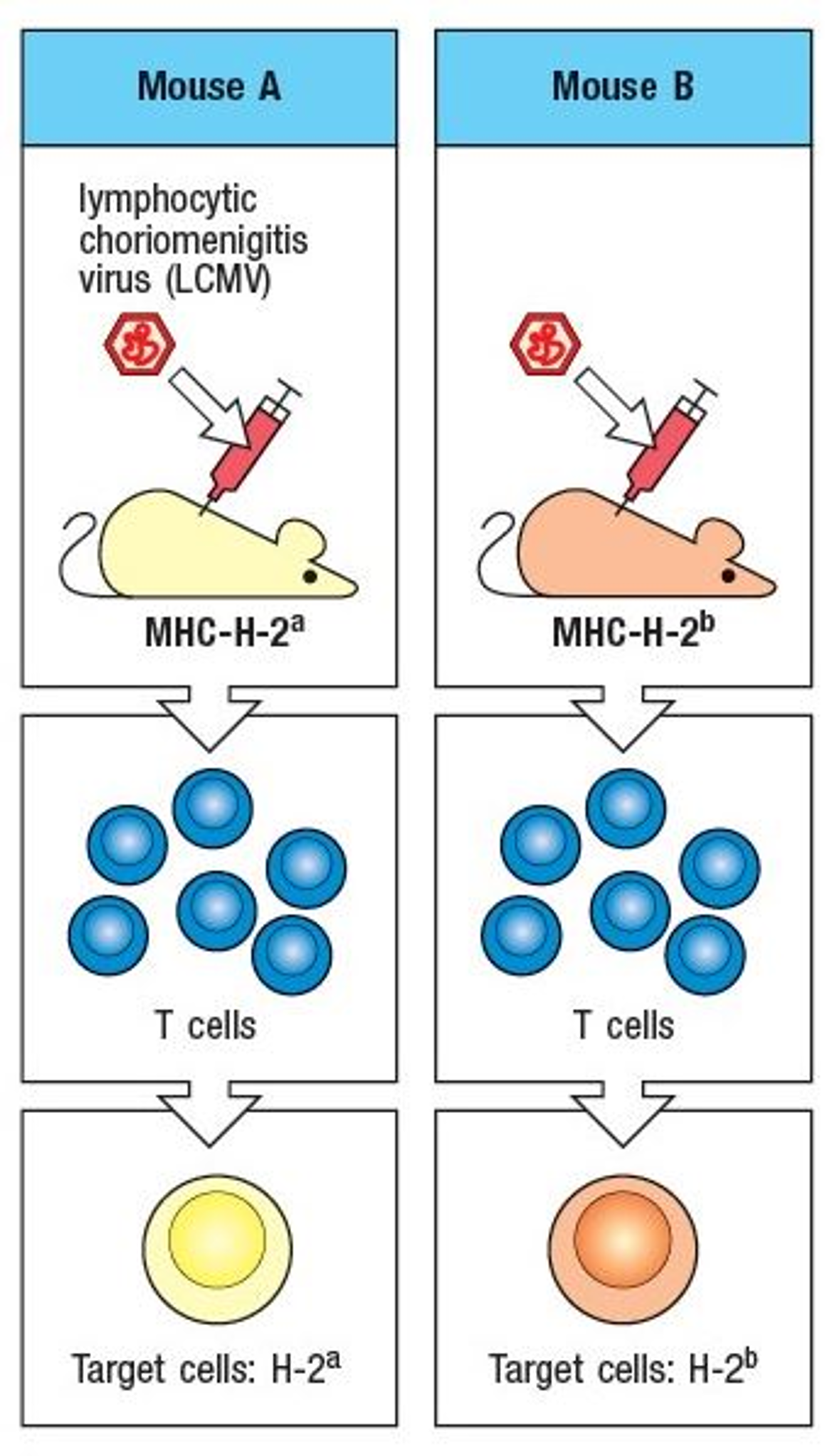 Solved The experiment shown in the Figure uses two strains | Chegg.com
