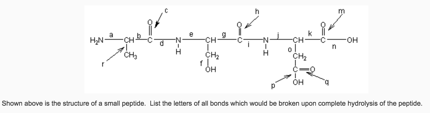 Solved Shown above is the structure of a small peptide. List | Chegg.com