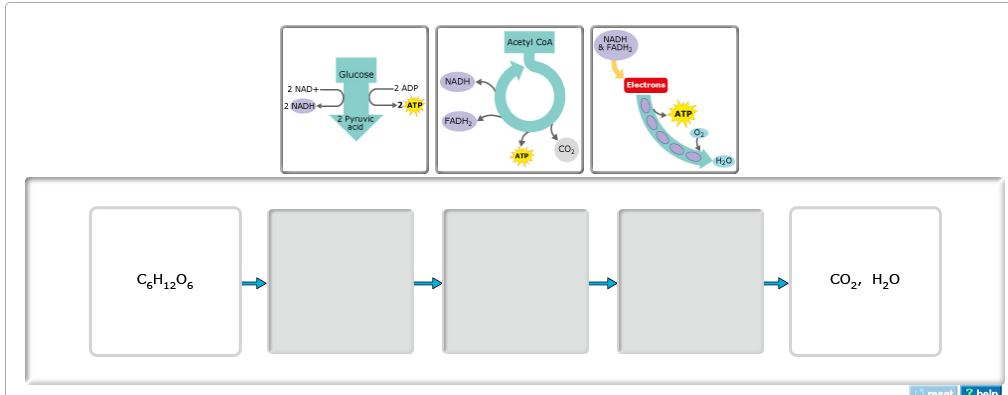 Solved Part C - The Basic Processes of Cell Respiration This | Chegg.com