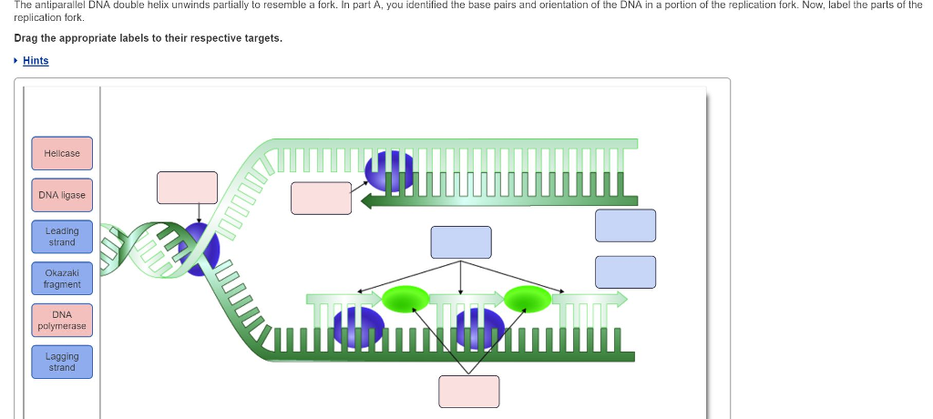 Solved The antiparallel DNA double helix unwinds partially | Chegg.com
