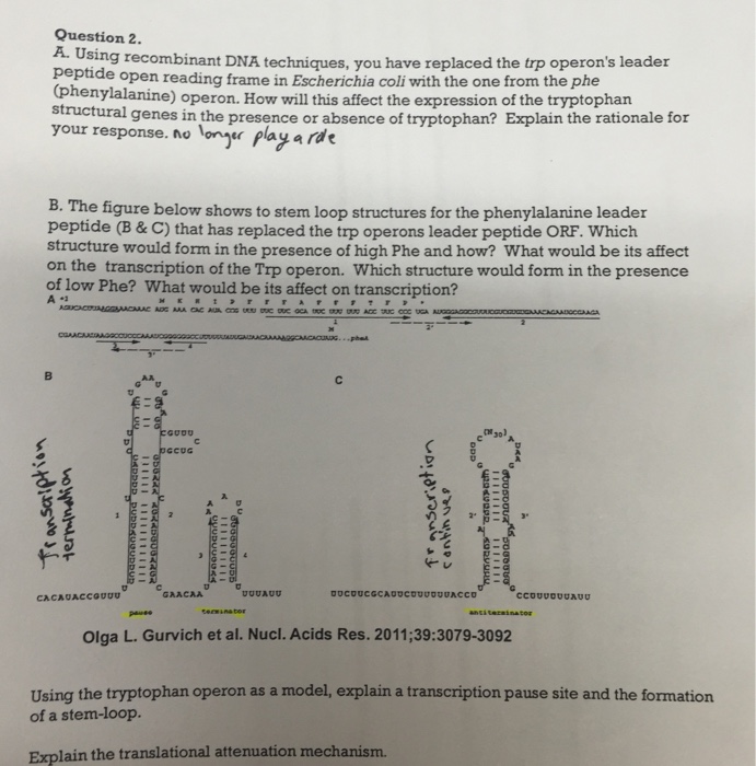 Solved Using recombinant DNA techniques, you have replaced | Chegg.com