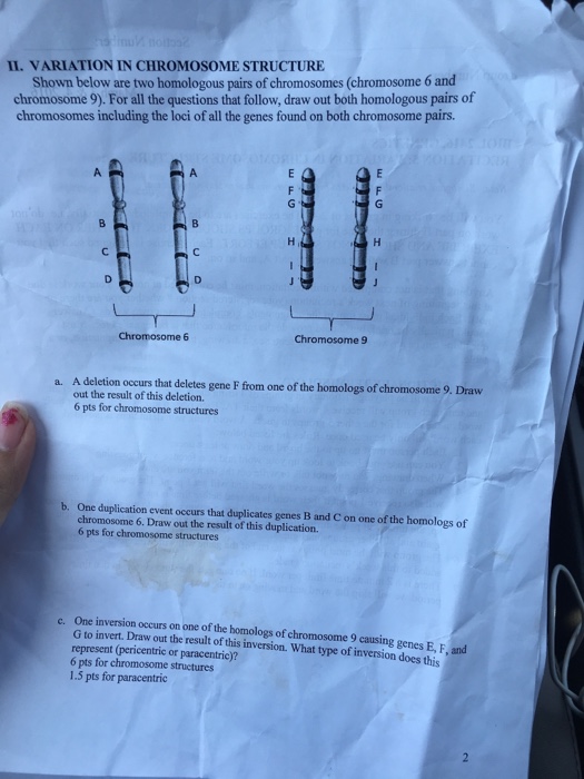 Solved VARIATION IN CHROMOSOME STRUCTURE: Shown blow are two | Chegg.com