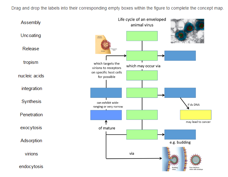 Solved Drag and drop the labels into their corresponding | Chegg.com