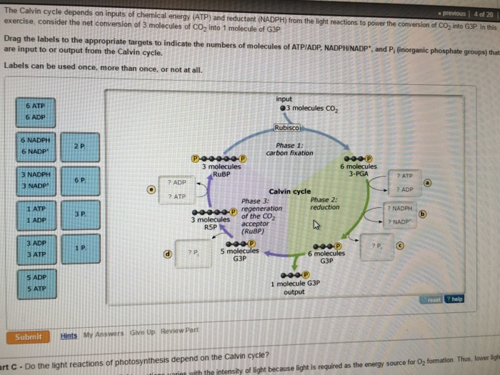 Solved The Calvin cycle depends on inputs of chemical energy | Chegg.com