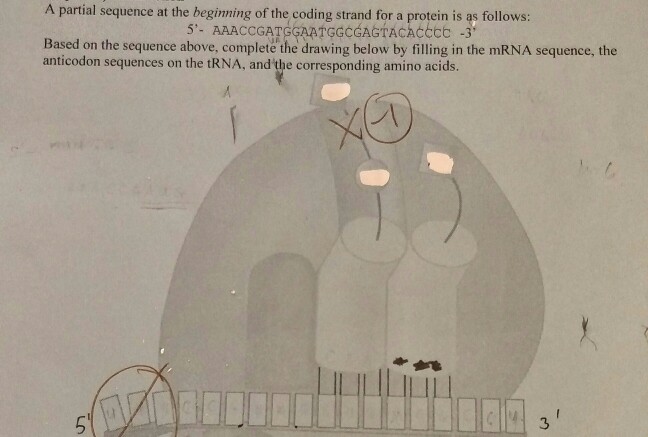 Solved A partial sequence at the beginning of the coding | Chegg.com