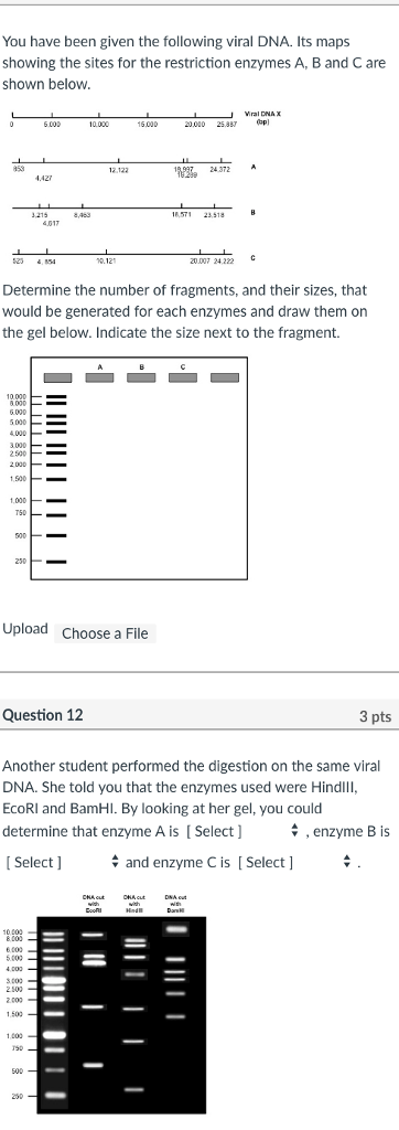Solved You have been given the following viral DNA. Its maps | Chegg.com