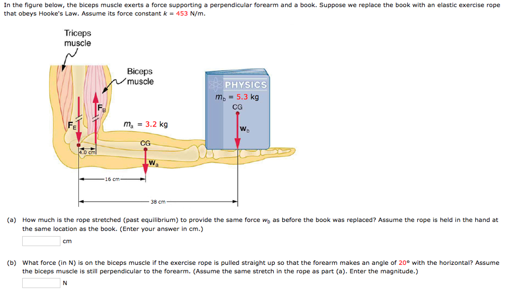 Solved In the figure below, the biceps muscle exerts a force | Chegg.com