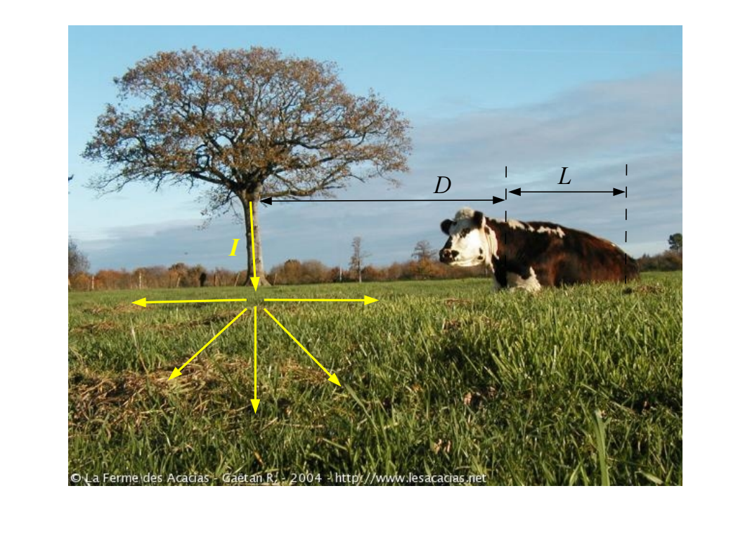 Cow Standing On Hind Legs