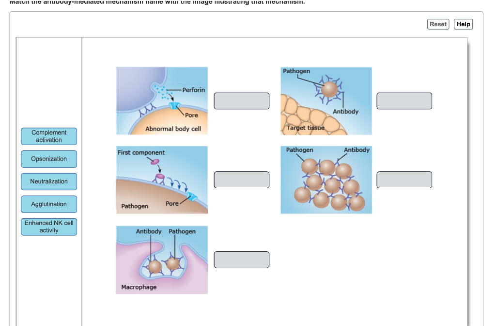 Solved Reset Help Pathogen Perforin Antibody Pore Abnormal | Chegg.com