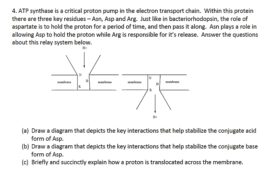 Solved . ATP synthase is a critical proton pump in the | Chegg.com