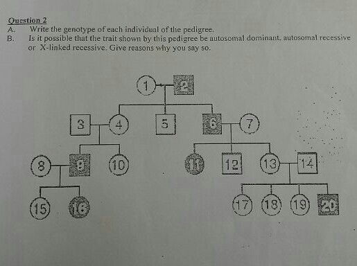 Solved Question 2 A. Write the genotype of each individual | Chegg.com