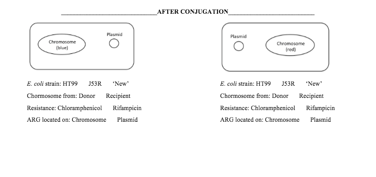 Solved Experiment 1: In a conjugation experiment, where | Chegg.com