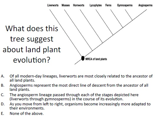 Solved What does this tree suggest about land plant | Chegg.com