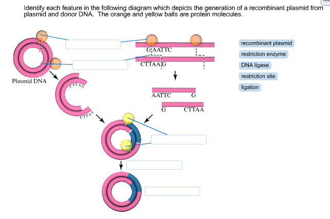 Solved Identify each figure in the following diagram which | Chegg.com