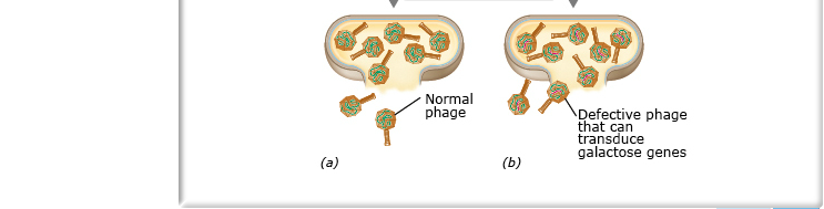 Solved Correctly identify the steps that lead to production | Chegg.com