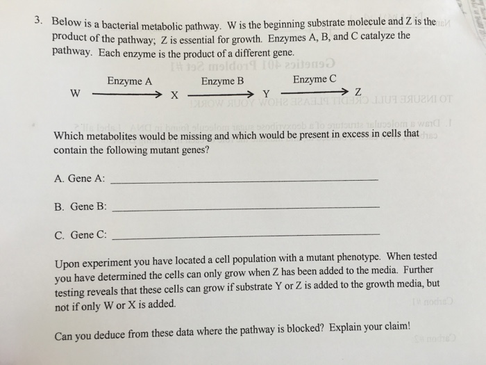 Solved Below Is A Bacterial Metabolic Pathway W Is The