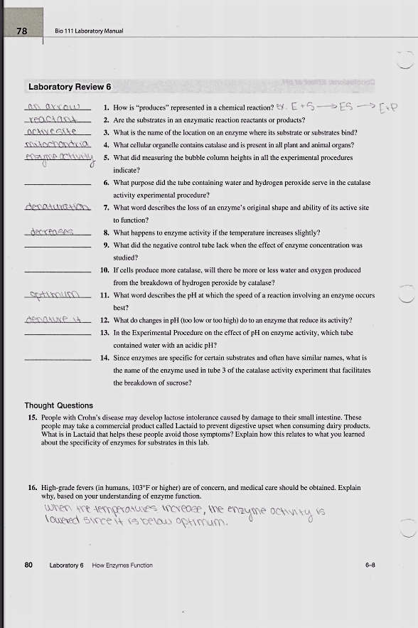 Solved Hey! So in my biology lab (BIO111) we were | Chegg.com