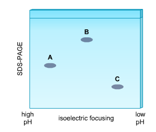 Solved The figure shows a two-dimensional gel of a mixture | Chegg.com