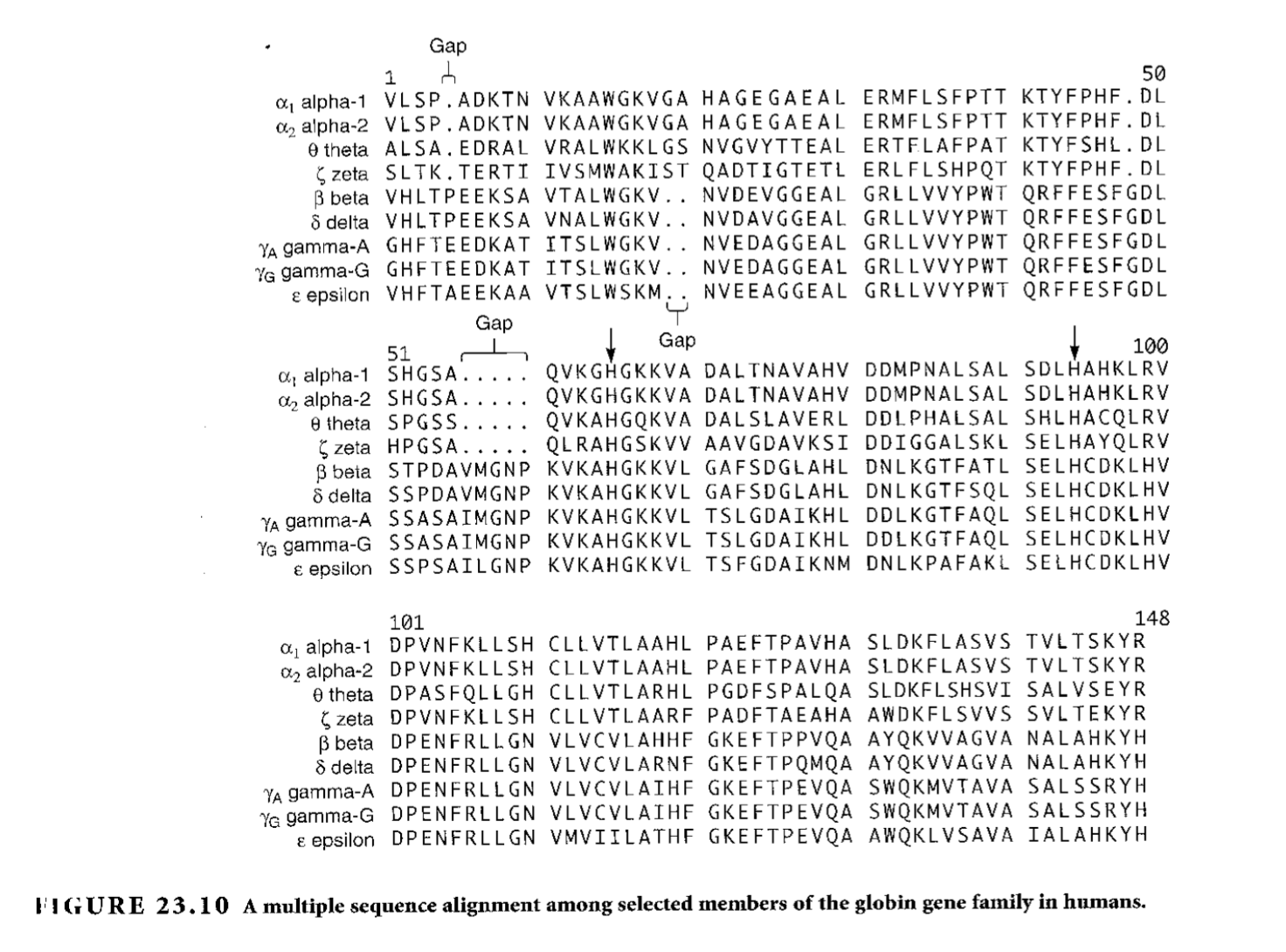 Solved Take a look at the multiple sequence alignment in | Chegg.com