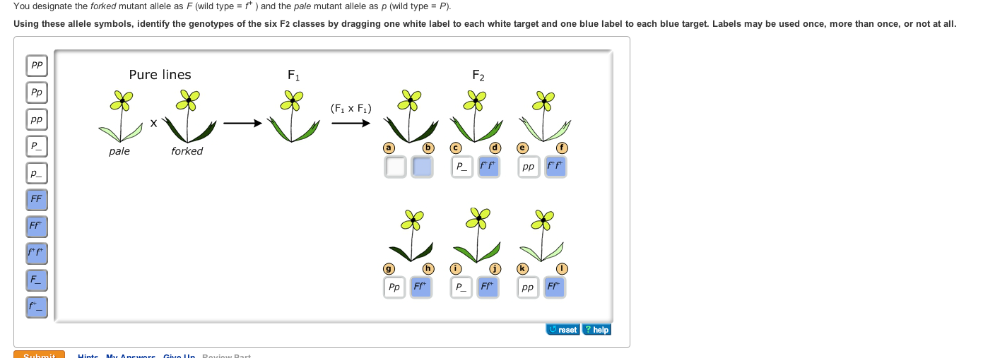 Solved You designate the forked mutant allele as F (wild | Chegg.com Solved You designate the forked mutant allele as F (wild | Chegg.com