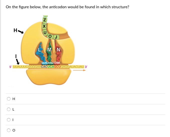 Solved In the diagram below, what letter indicates a region | Chegg.com