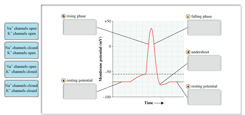 Solved: The Fixed Pattern Of Changes In Membrane Potential... | Chegg.com