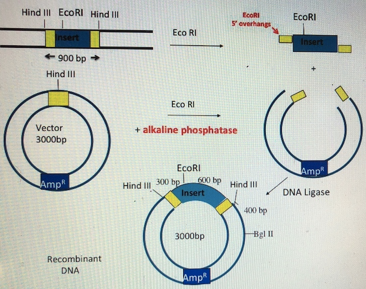 Solved Using the gene fragment and vector shown below, you | Chegg.com