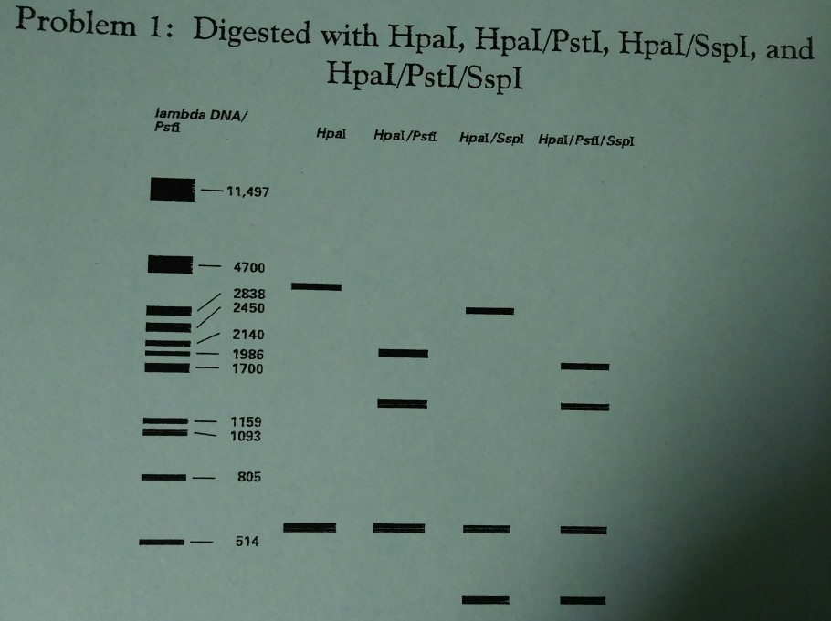 Solved Problem 1: Digested with Hpal, Hpal/PstI, Hpal/Sspl, | Chegg.com