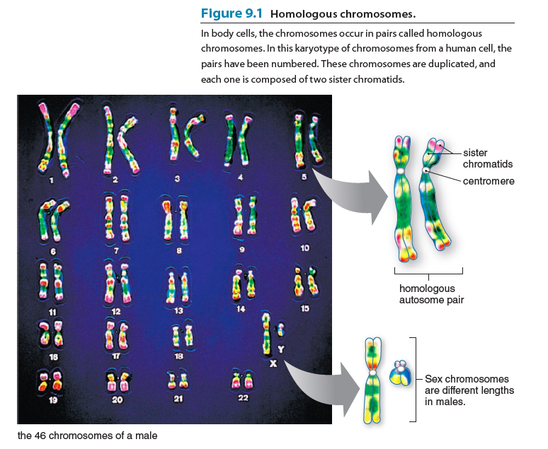 Solved Cell cycle G, S, G2 Cell cycle M: Phases of mitosis | Chegg.com