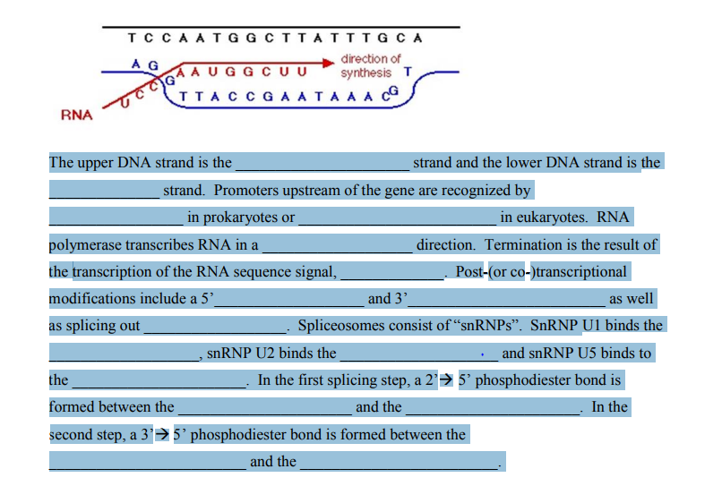 Solved Fill in the blank about RNA transcription. The last | Chegg.com