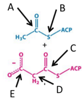 Solved ACP ACP | Chegg.com