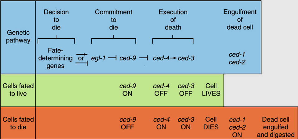 Solved Based on the programmed cell death pathway (shown in | Chegg.com