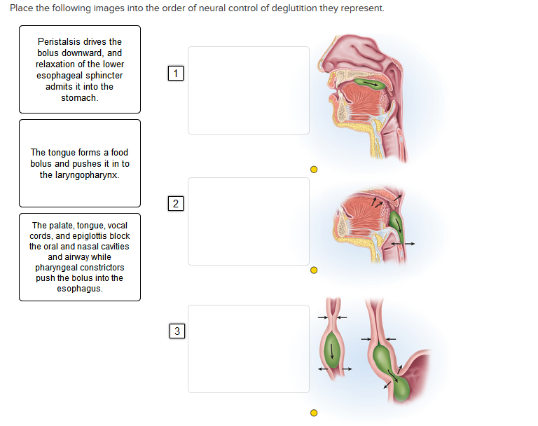 Solved Place the following images into the order of neural | Chegg.com
