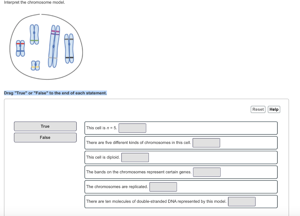 Solved Interpret the chromosome model Drag "True" or "False" | Chegg.com