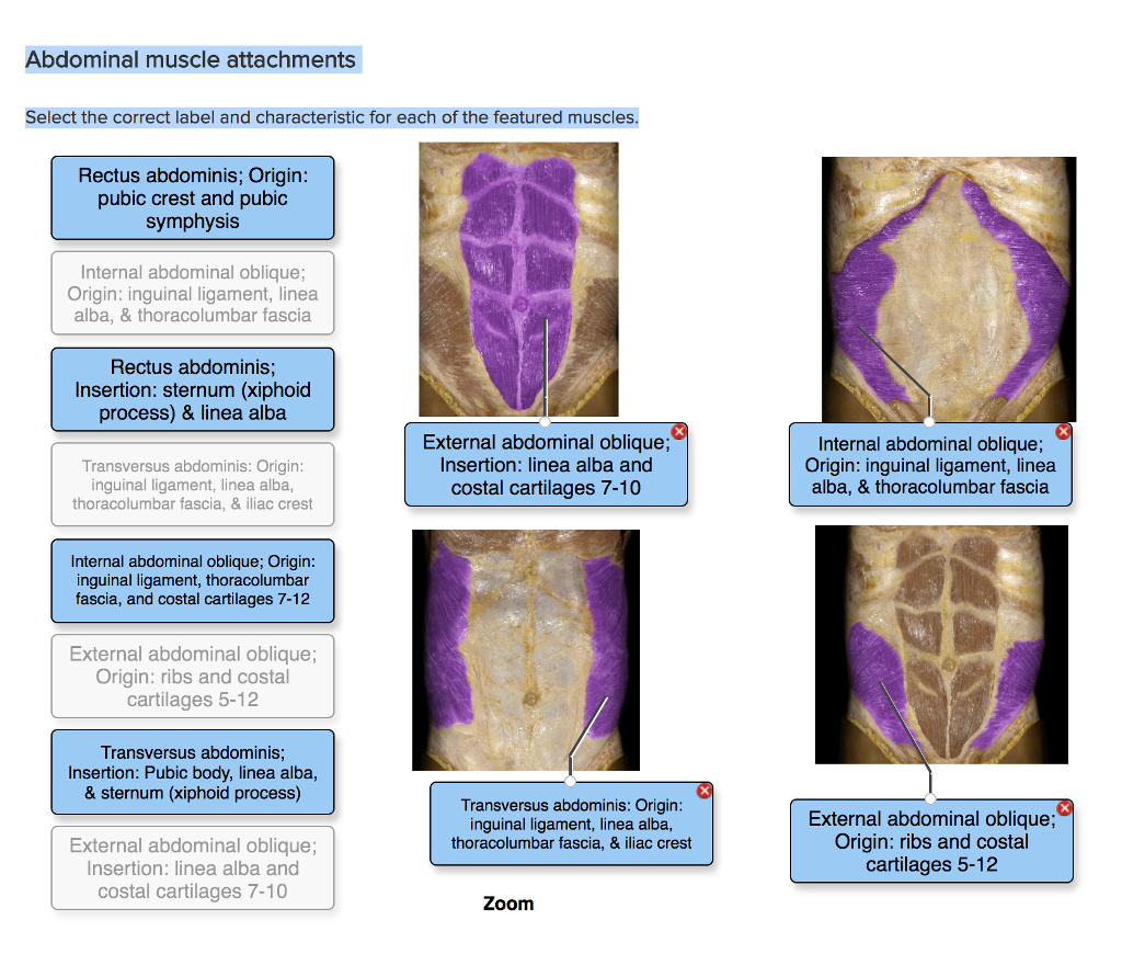 External Obliques Origin And Insertion