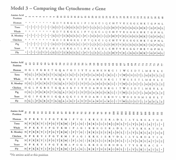 Solved Model 3-Comparing the Cytochrome c Gene Amino Acid | Chegg.com
